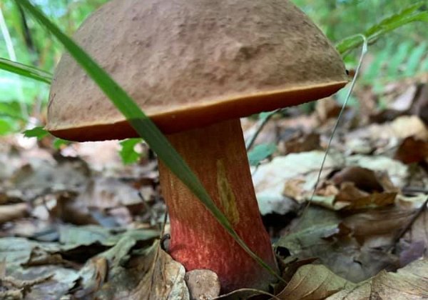 Neoboletus erythropus ( Bolet à pied rouge )