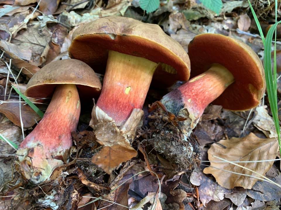 Neoboletus erythropus ( Bolet à pied rouge )
