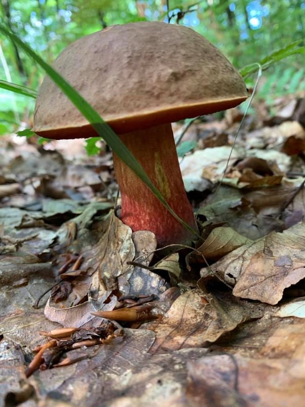 Neoboletus erythropus ( Bolet à pied rouge )