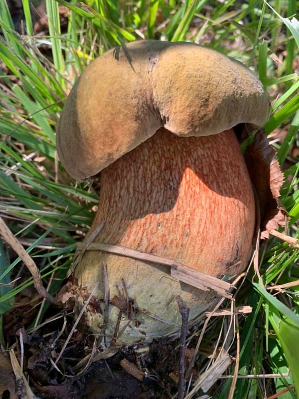 Suilellus luridus ( Bolet blafard )