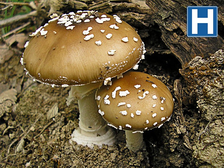 Amanita pantherina (Amanite panthère )
