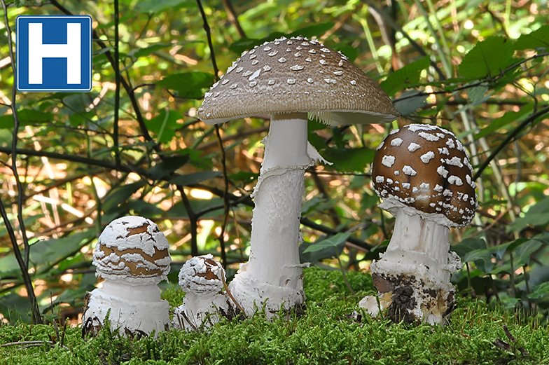 Amanita pantherina (Amanite panthère )