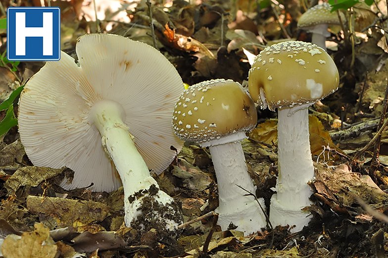 Amanita pantherina (Amanite panthère )