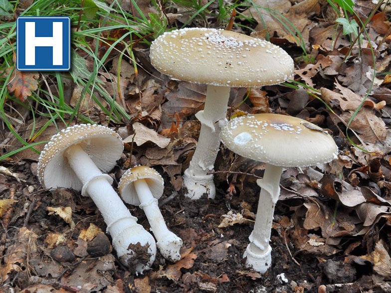 Amanita pantherina (Amanite panthère )