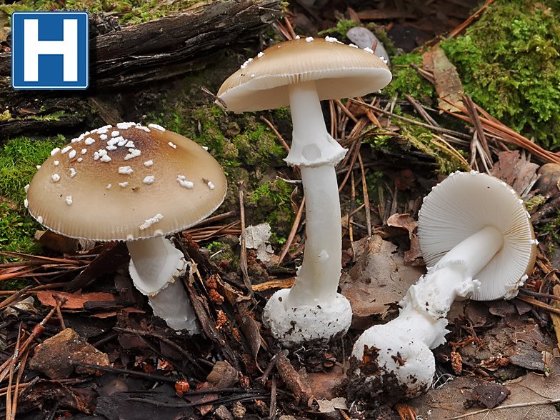Amanita pantherina (Amanite panthère )