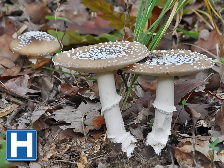 Amanita pantherina (Amanite panthère )
